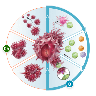 Mechanism of Disease & Mechanism of Action | OPDIVO® (nivolumab)