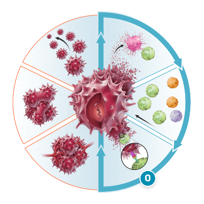 Mechanism of Disease & Mechanism of Action | OPDIVO® (nivolumab)